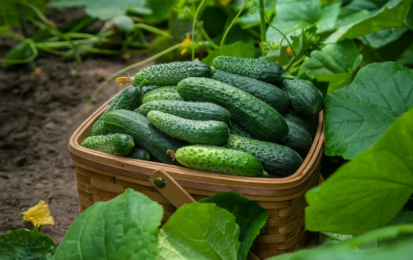 Azerbaijan resumes cucumber exports to four countries | Report.az