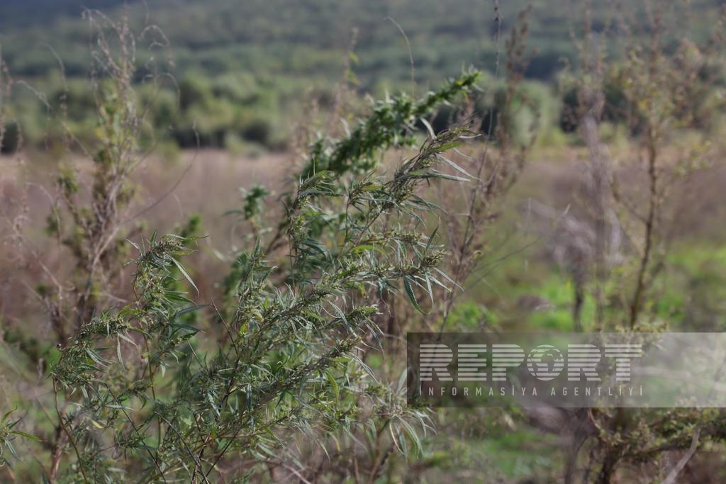 Another drug plantation discovered in Azerbaijan’s Khojaly | Report.az