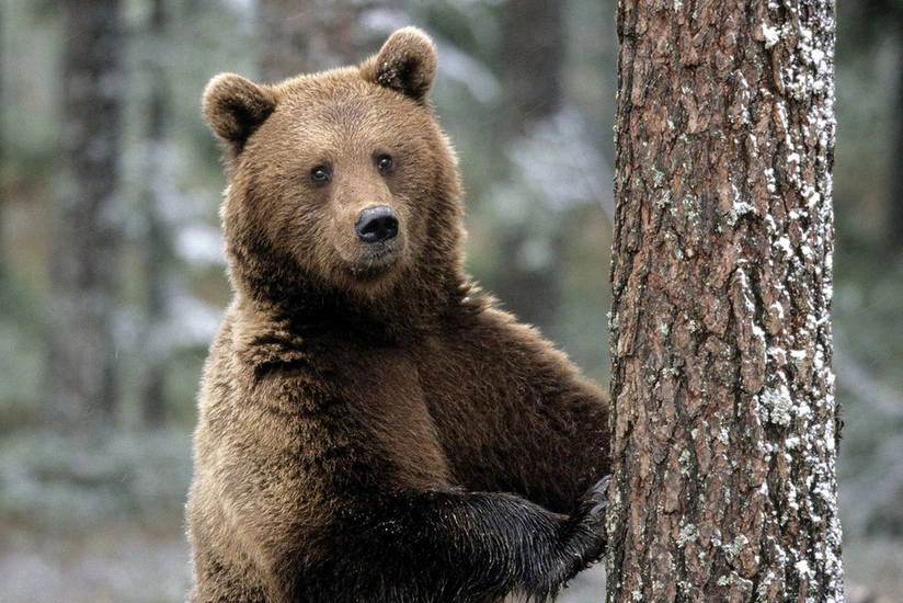 Brown bears return to Chernobyl after a century away | Report.az