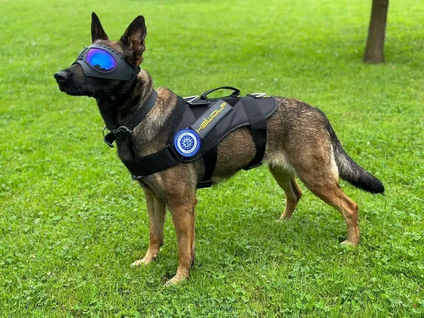 EU prepares female sapper unit with dogs for Ukraine | Report.az